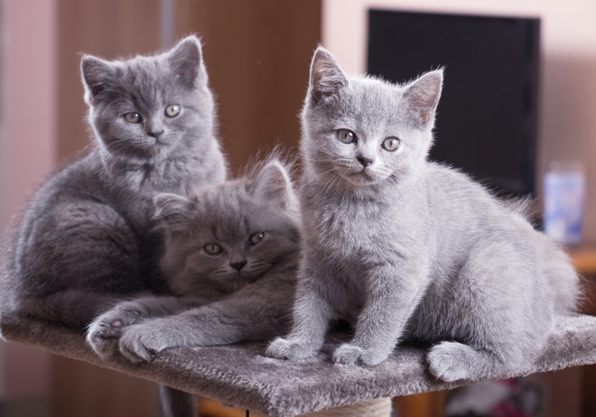 10 most common cat breeds in the world in 2022